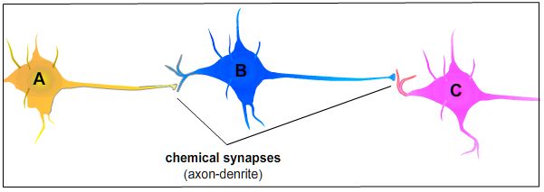neuron - JungleKey.fr Image #200